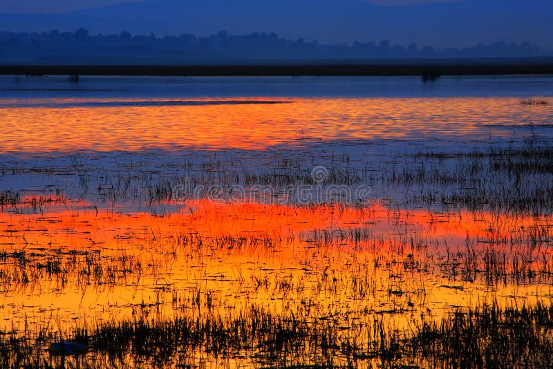 Colorful swamp stock image. Image of colorful, postcards - 7153631