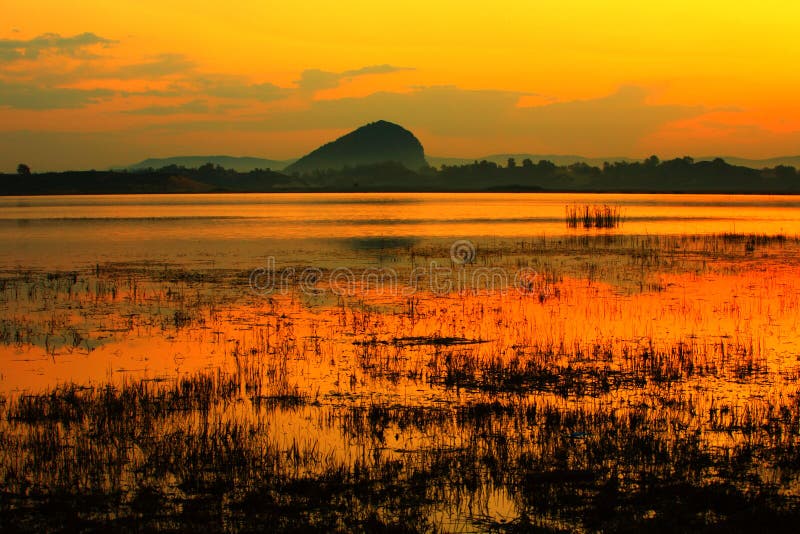 Colorful swamp stock image. Image of colorful, plants - 7157979