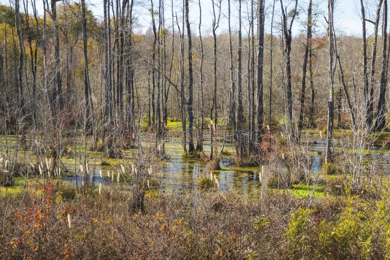 A Colorful Swampy Marsh and Trees in the Fall Stock Image - Image of ...