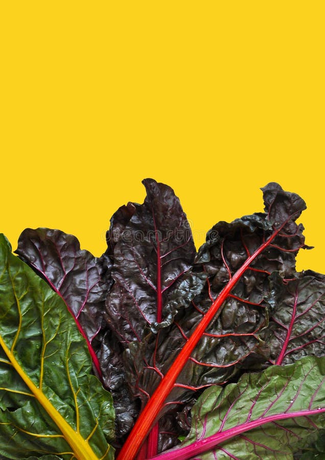 Colorful Swiss Chard on Yellow Background Stock Photo - Image of ...