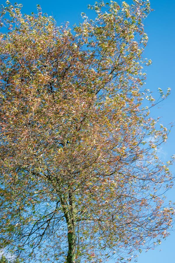 Colorful Tall Tree with a Blue Sky Stock Photo - Image of natural, bare ...