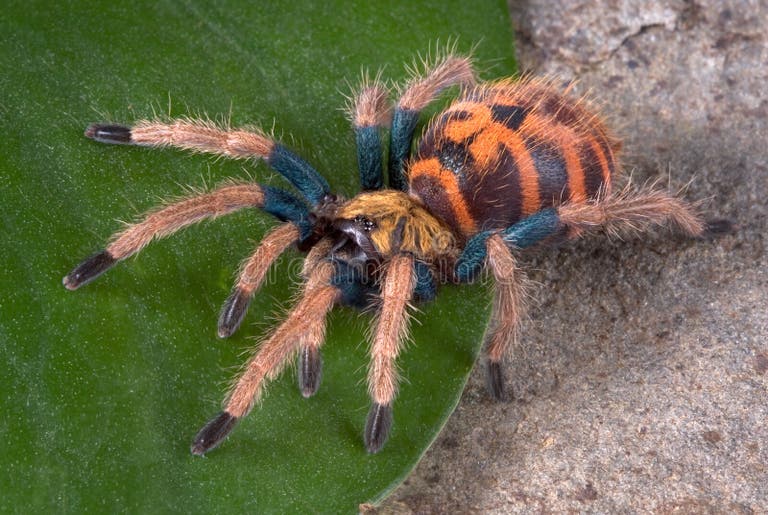 Colorful Tarantula stock photo. Image of wildlife, horizontal - 8615626