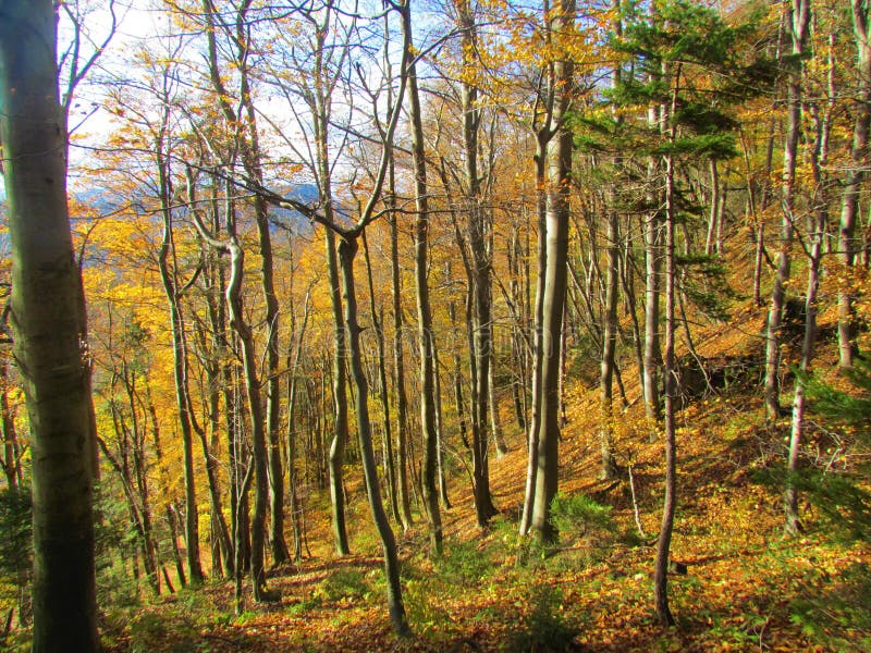 Colorful Temperate, Deciduous, Broadleaf Beech Forest Stock Photo ...