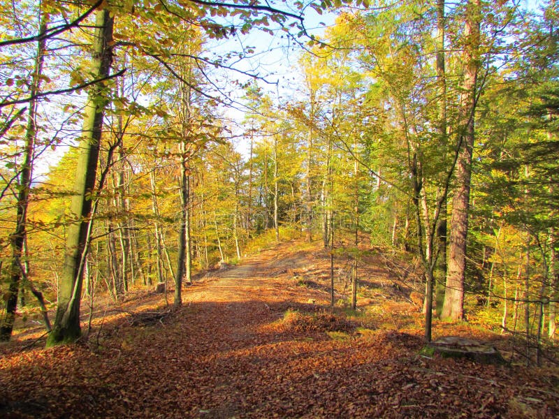 Colorful Temperate, Deciduous, Broadleaf Beech Forest Stock Photo ...