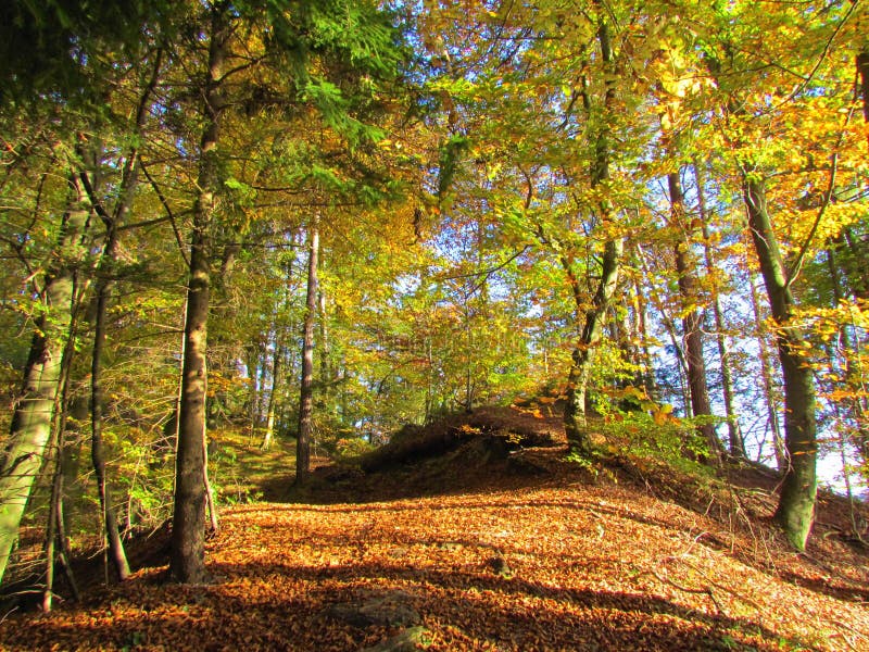 Colorful Temperate, Deciduous, Broadleaf Beech Forest Stock Photo ...