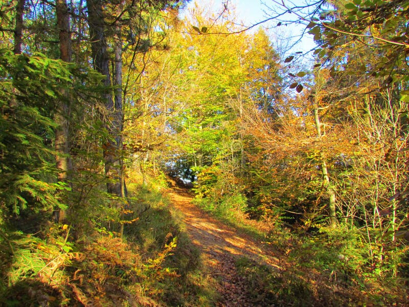 Colorful Temperate, Deciduous, Broadleaf Beech Forest Stock Image ...