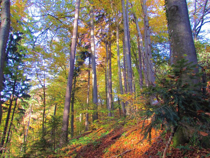 Colorful Temperate, Deciduous, Broadleaf Beech Forest Stock Image ...