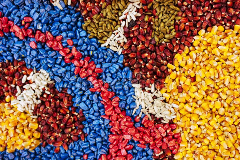 Colorful Texture of Chemically Treated Corn Maize Crop Seed Stock Photo ...