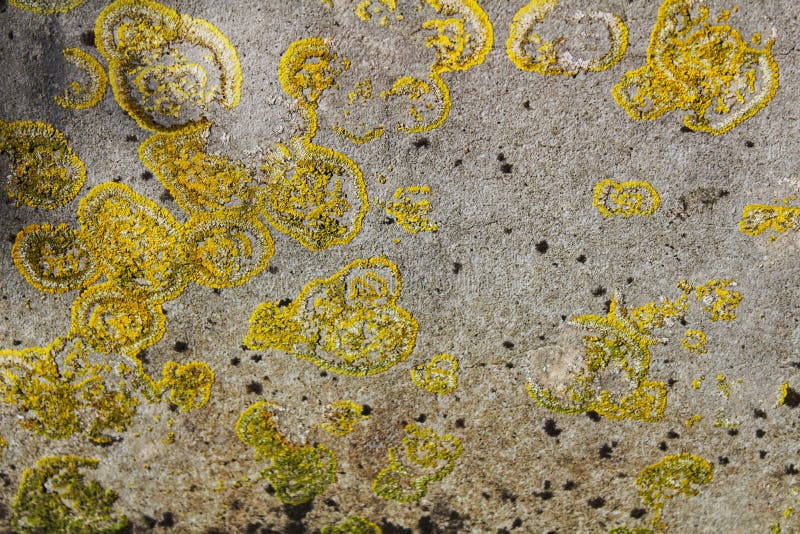 Colorful Texture of Dry Moss on Gray Stone. Stock Photo - Image of grey ...