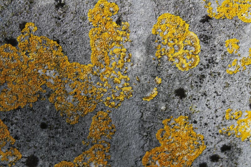 Colorful Texture of Dry Moss on Gray Stone. Stock Photo - Image of ...
