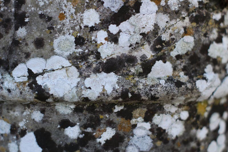 Colorful Texture of Dry Moss on Gray Stone. Stock Image - Image of ...