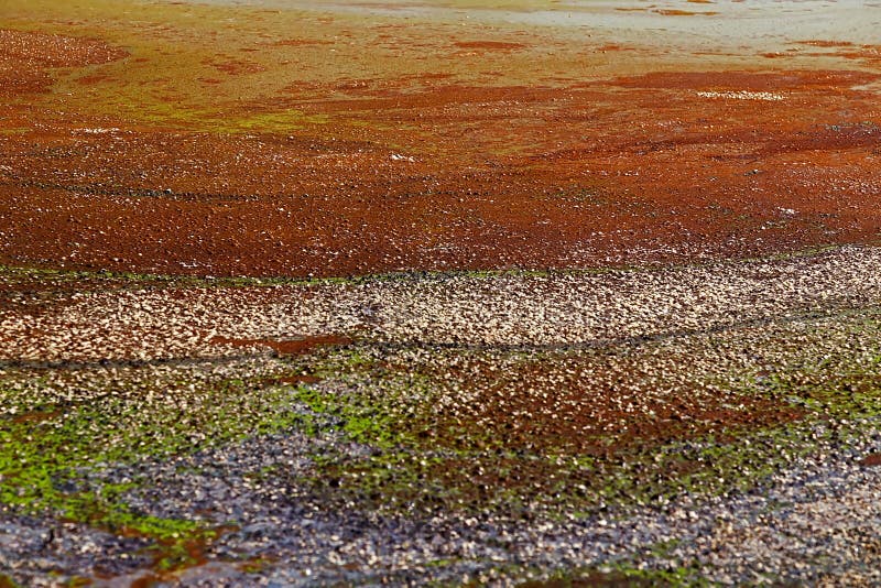 Colorful Texture in a Swamp. Stock Image - Image of natural, marsh ...