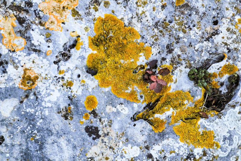 Colorful Texture of Yellow Moss on Gray Stone Stock Photo - Image of ...