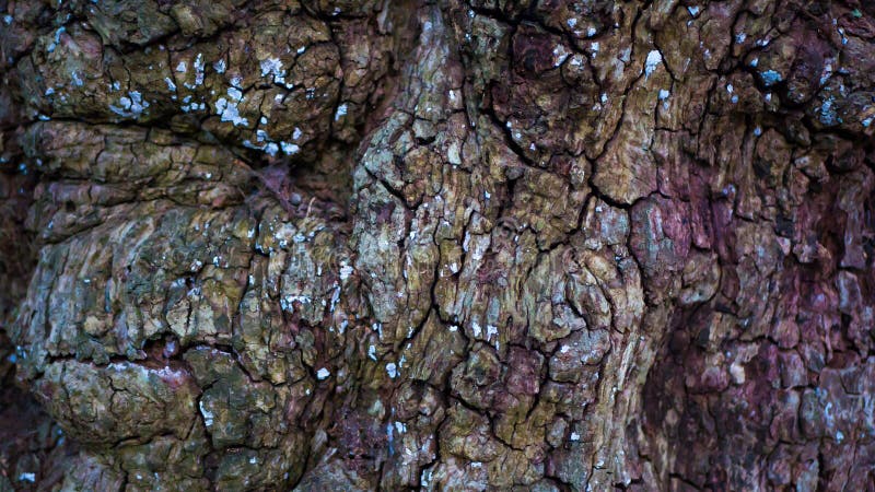 Colorful and Textured Tree Bark Stock Image - Image of macro, nature ...