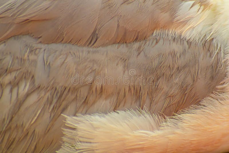 Colorful Textures of Bird Feathers, in this Case the Gray Gull. the ...