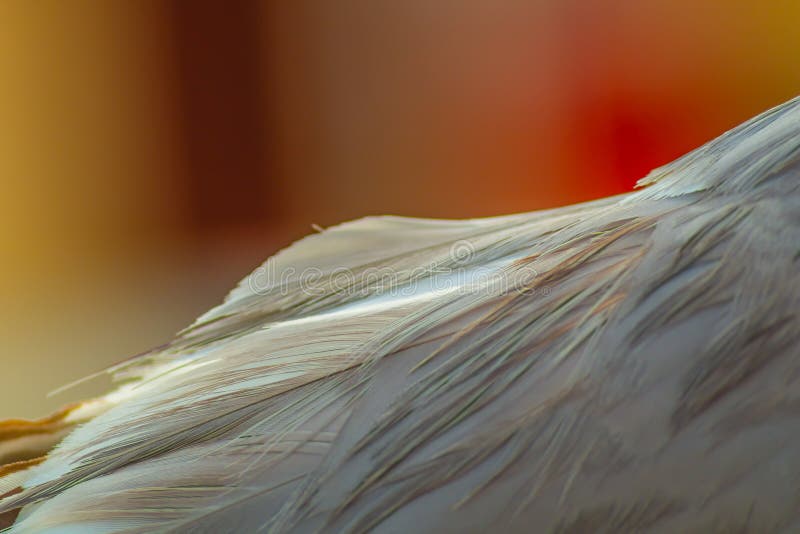 Colorful Textures of Bird Feathers, in this Case the Gray Gull. the ...