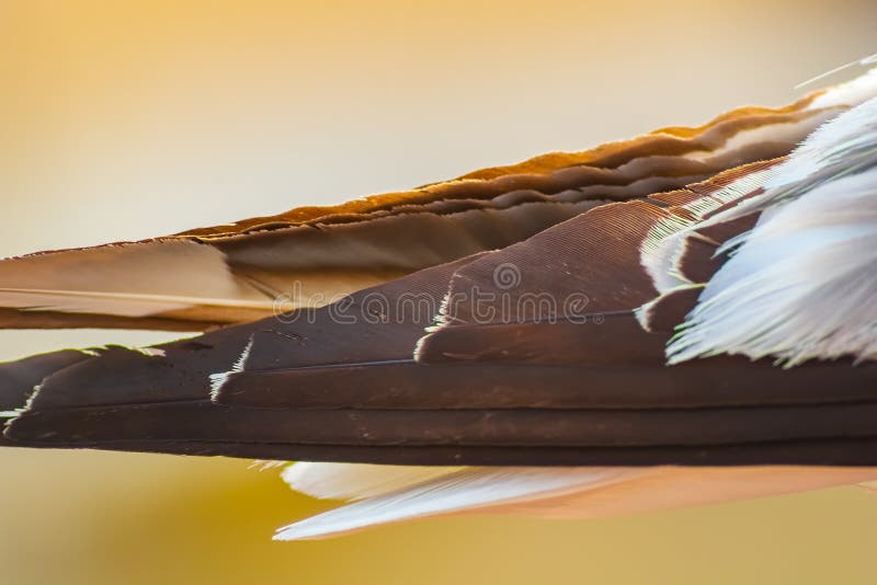 Colorful Textures of Bird Feathers, in this Case the Gray Gull. the ...