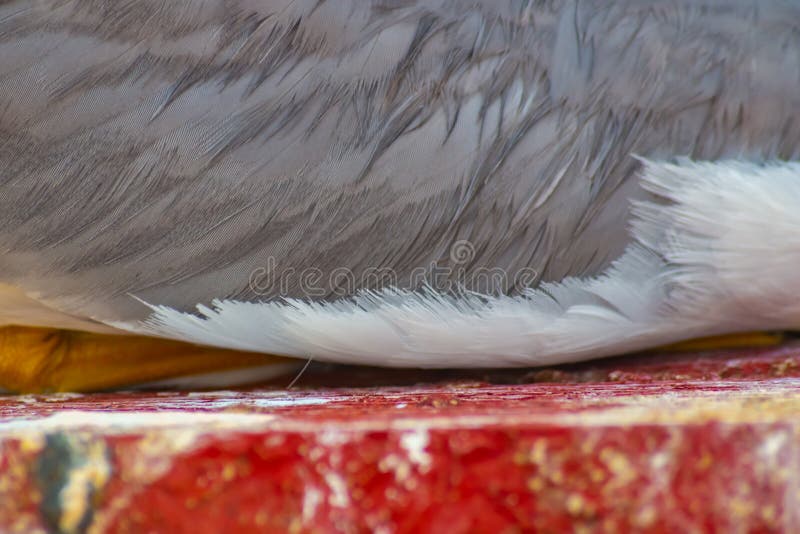Colorful Textures of Bird Feathers, in this Case the Gray Gull. the ...