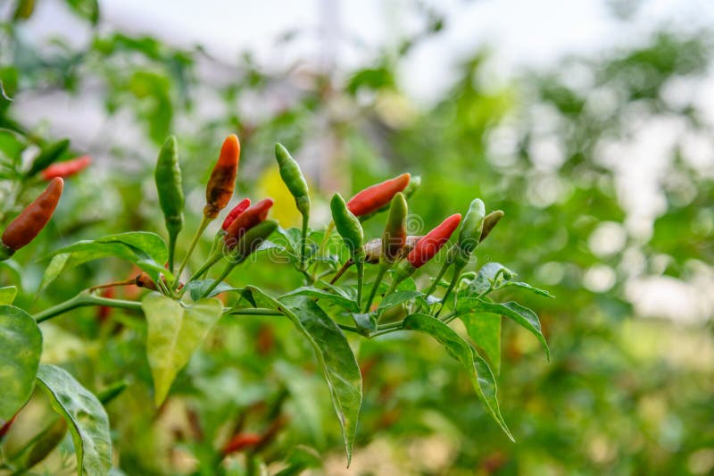 Colorful Thai Chili Pepper on Tree Stock Image - Image of ingredient ...