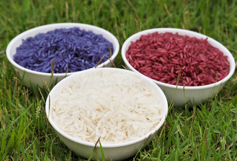 Colorful Thai jasmine rice stock image. Image of grass - 21870771