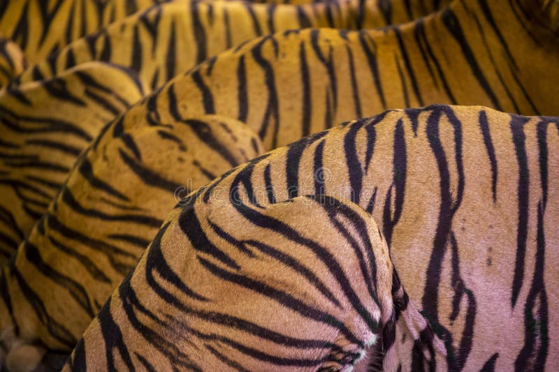 Colorful Tiger Skin Pattern. Stock Photo - Image of natural, orange ...