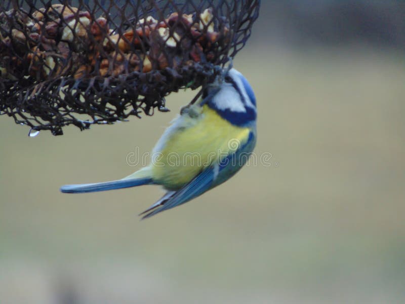 Colorful Tit Mouse Eating from Feeder Stock Photo - Image of eeder ...