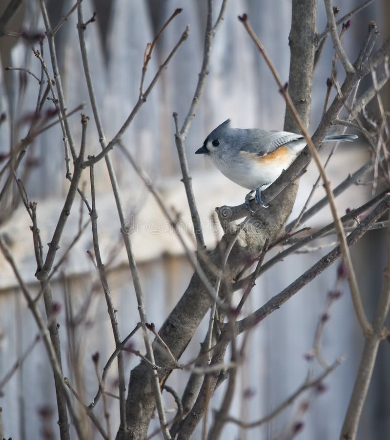Titmouse in a bush stock image. Image of creature, branches - 30179367