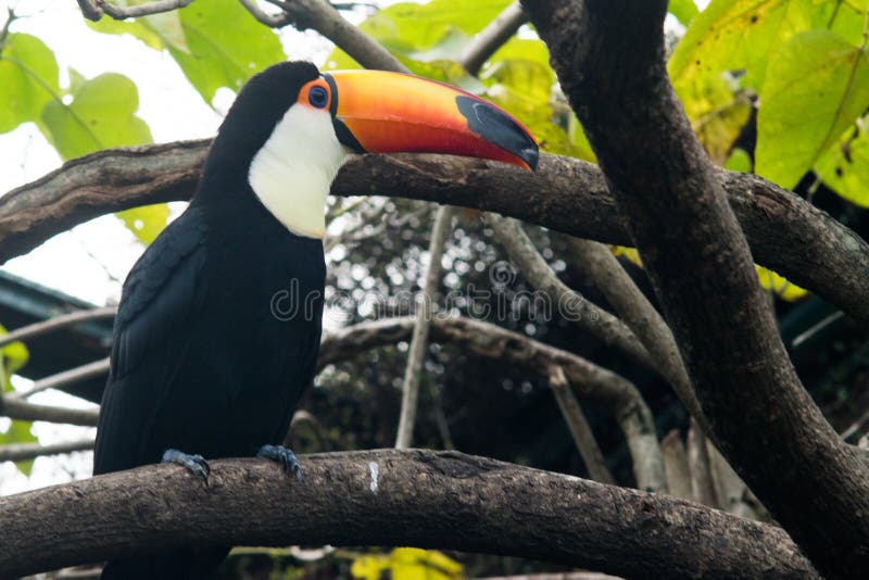 Toco toucan stock image. Image of nose, colorful, nature - 128464105