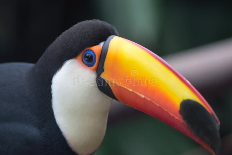 287 Toucan Face Photos - Free & Royalty-Free Stock Photos from Dreamstime