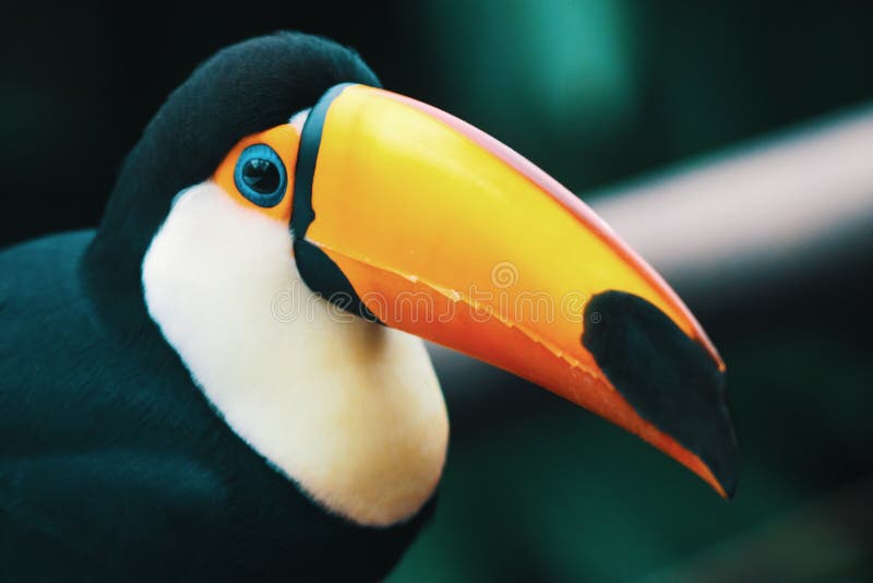 Toco toucan stock image. Image of bright, head, toucan - 128464225