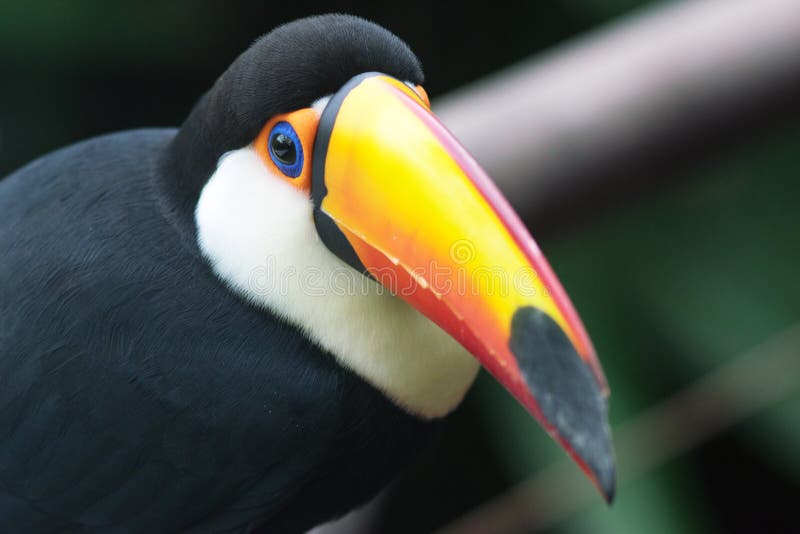 Toco toucan stock photo. Image of toucan, male, latin - 128464148