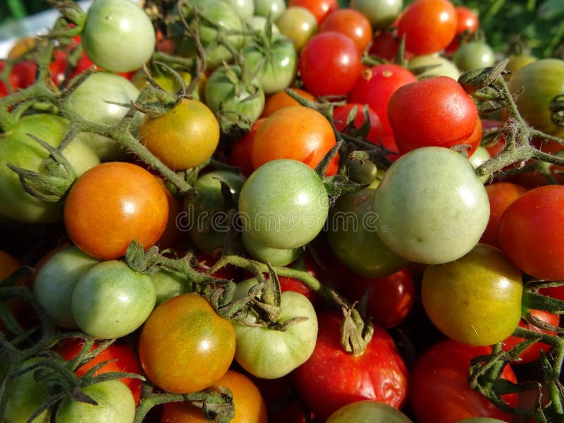 Colorful tomato stock image. Image of youngtomato, background - 49089749