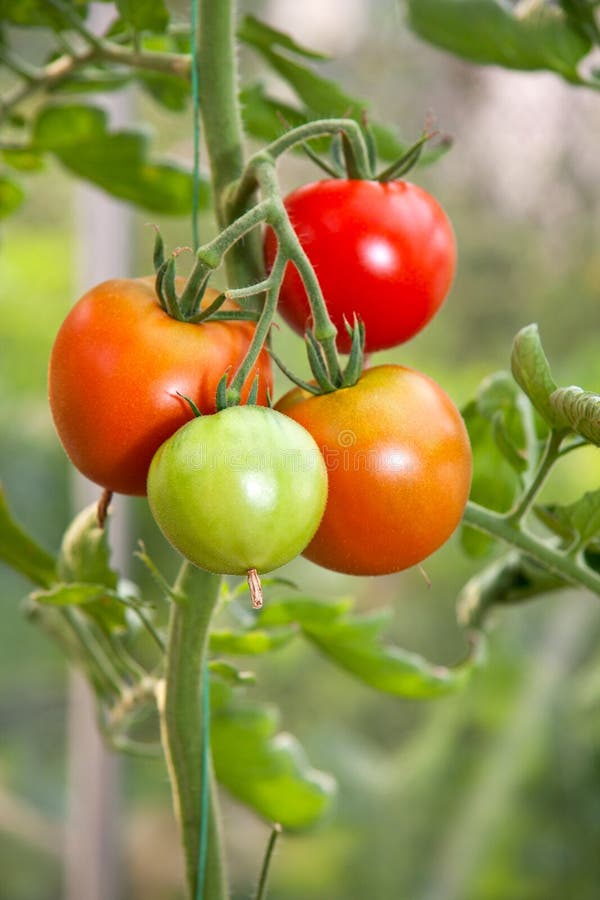Goji berry stock image. Image of berry, fruit, goji, plant - 22688811