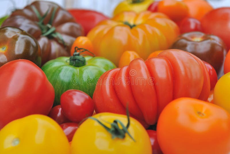 Colorful tomatoes stock photo. Image of fresh, tomatoes - 53824392