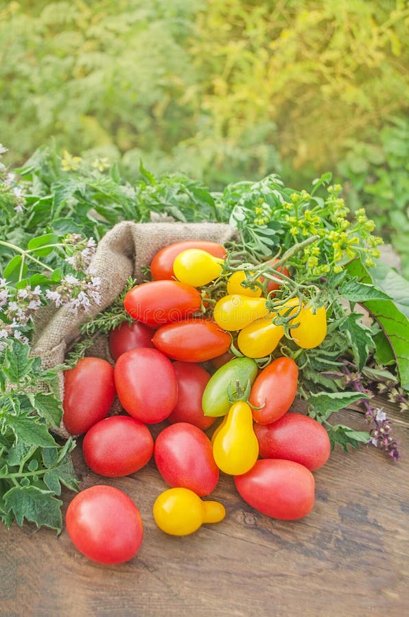 Colorful Tomatoes Mix in Basket Stock Image - Image of green, macro ...