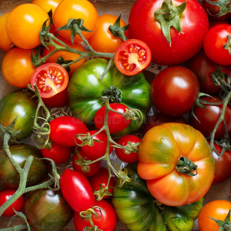 Colorful Tomatoes on a Wooden Table Stock Photo - Image of food, cook ...