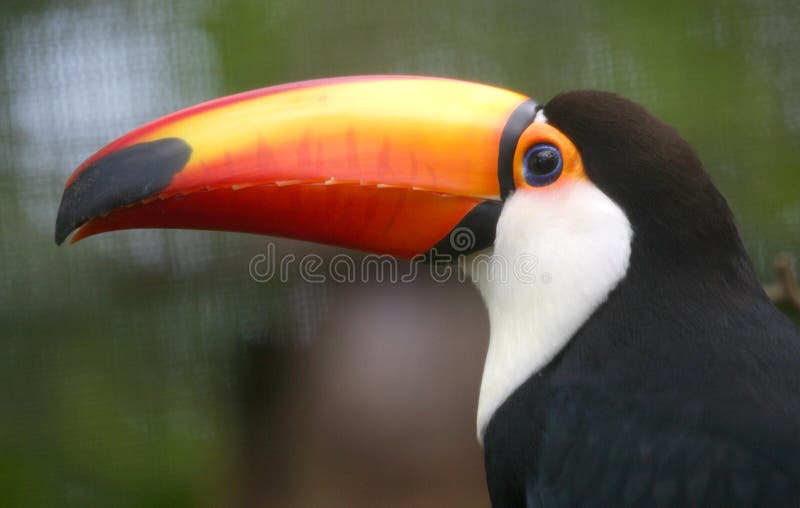 Colorful Toucan stock photo. Image of funny, head, toucan - 12392196