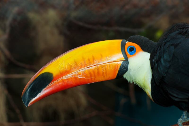 Toucan Bird Colorful in Green Background Stock Image - Image of nature ...