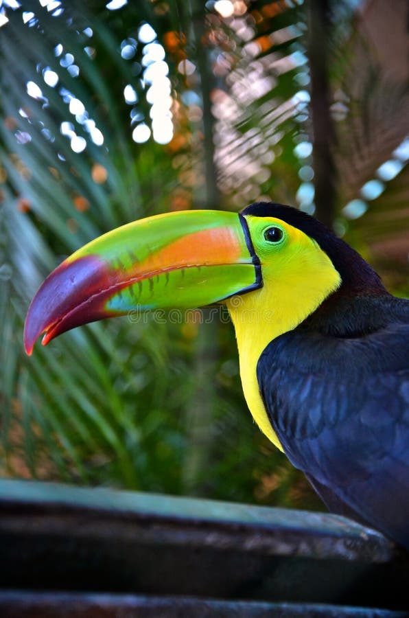 Colorful Toucan Bird stock photo. Image of beak, mexico - 34985260