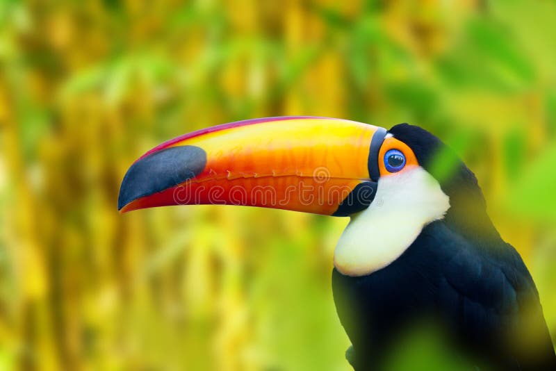 Colorful Toucan Bird stock photo. Image of beak, mexico - 34985260