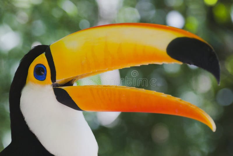 Colorful Toucan (Ramphastos Toco) Stock Image - Image of head, color ...