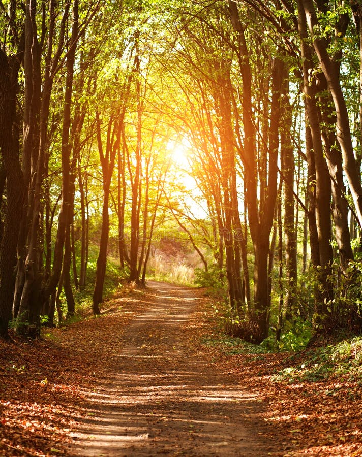 Sunset in the woods stock image. Image of fantasy, lush - 29764971