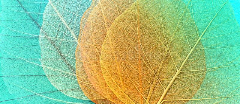 Colorful Transparent and Delicate Skeleton Leaves Stock Image - Image ...