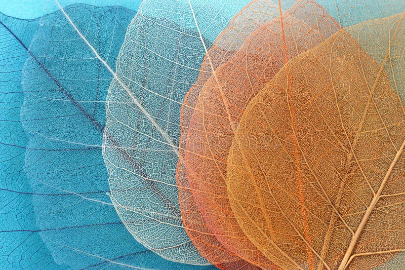 Colorful Transparent and Delicate Skeleton Leaves Stock Photo - Image ...