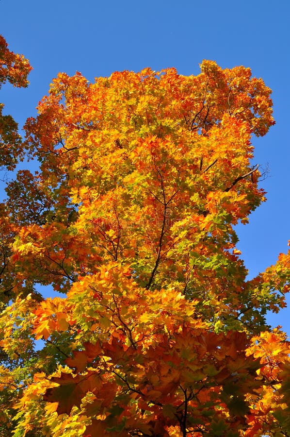 Colorful tree stock image. Image of grow, tall, growing - 16314903