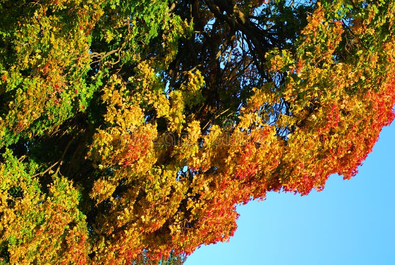 Colorful tree stock image. Image of color, nature, outside - 6512659