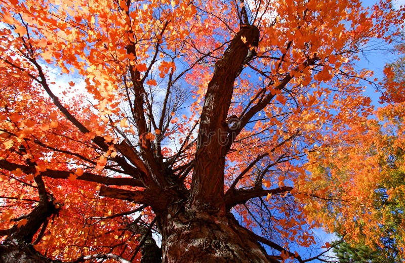 Colorful Tree Tops stock photo. Image of blue, background - 89538620