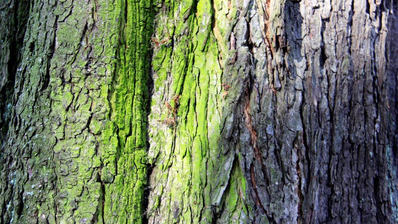Colorful of Tree Bark stock image. Image of rind, still - 107875983