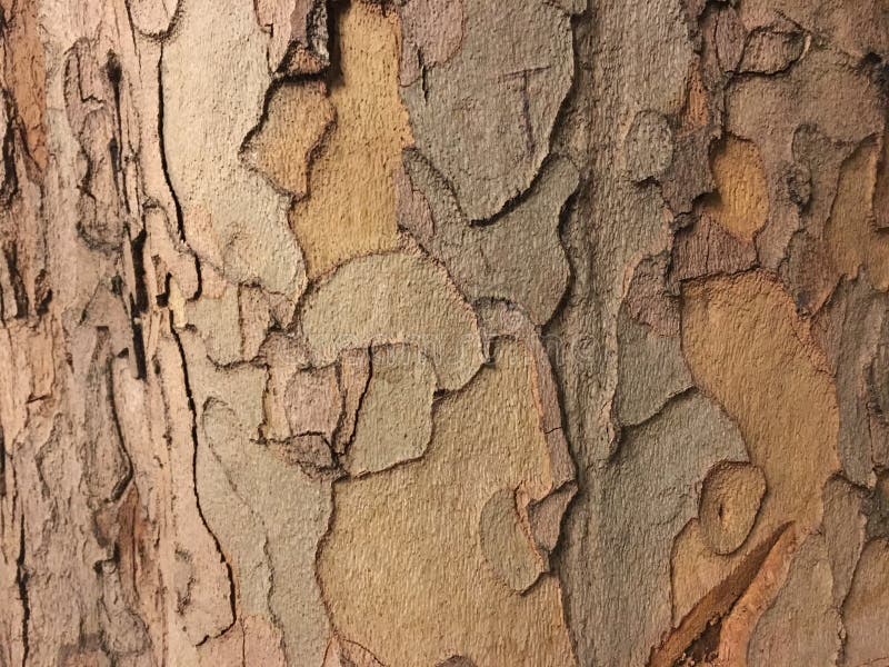 Colorful Tree Bark stock photo. Image of soil, close - 227443382