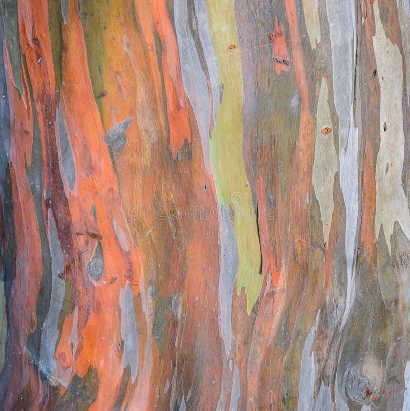 Colorful Tree Bark Texture Background Stock Photo - Image of brown ...